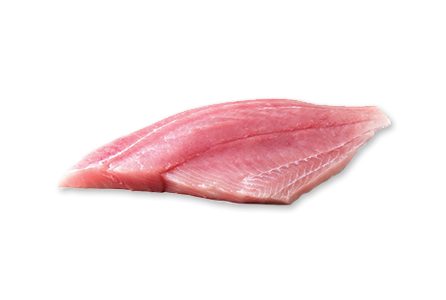 ANGEL FISH – Tunacor Fisheries