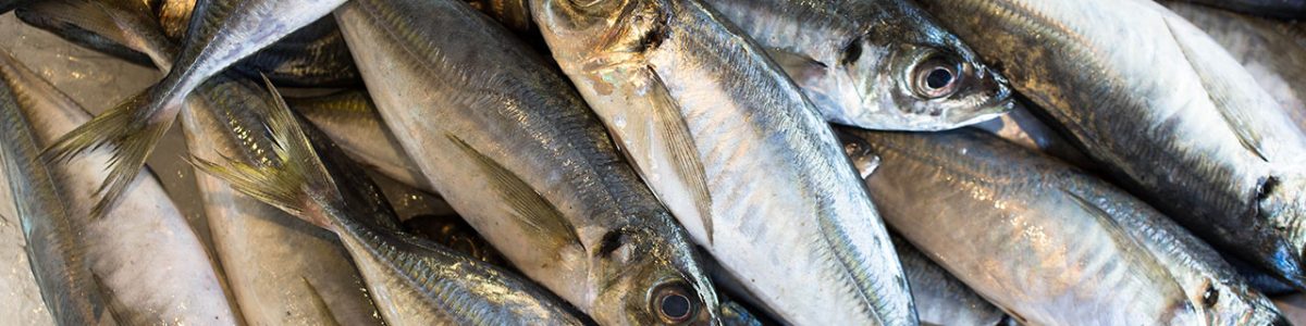 HORSE MACKEREL – Tunacor Fisheries