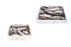 HORSE MACKEREL – Tunacor Fisheries